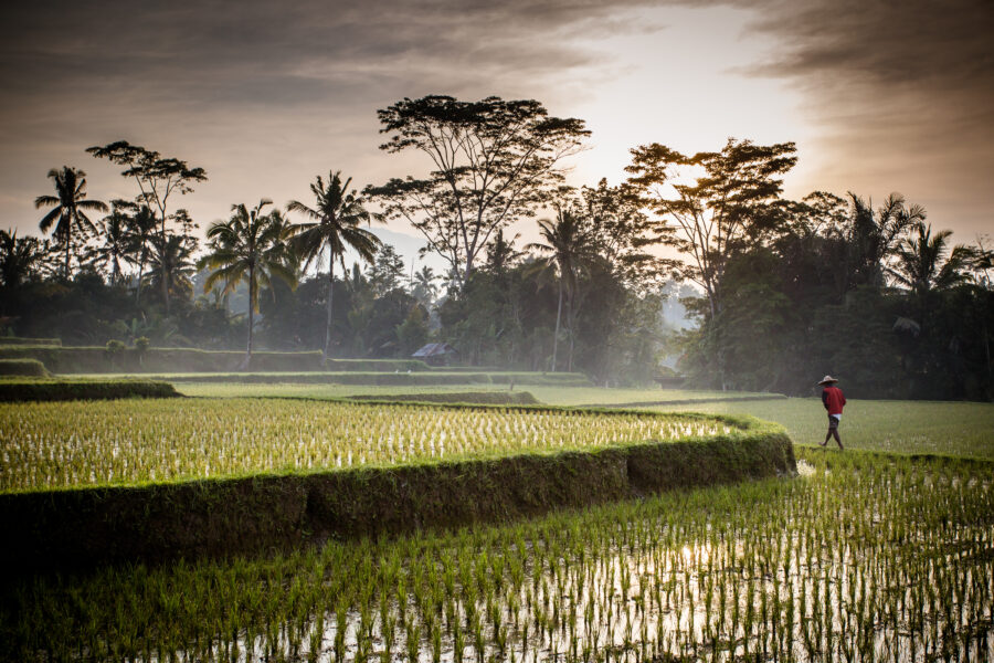 Food Estate Indonesia Visi untuk Keberlanjutan Pertanian