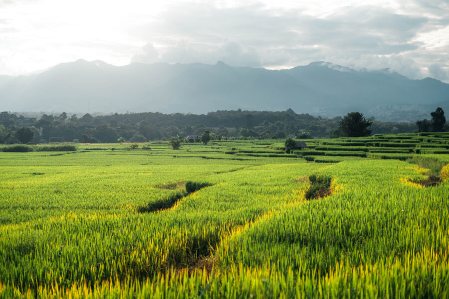 Food Estate Indonesia Visi untuk Keberlanjutan Pertanian